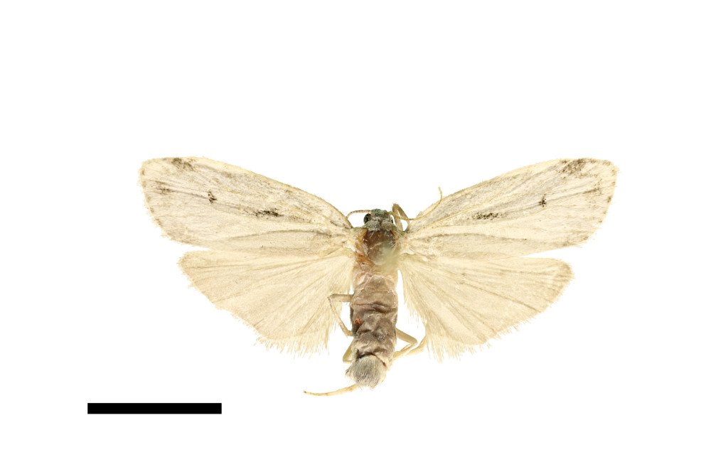 В России впервые обнаружили бабочку Aemene obscura, обитающую на ...