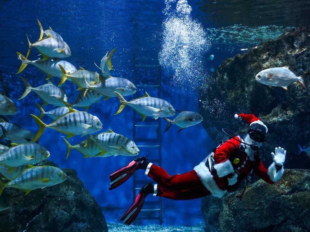 Елки, хороводы, рыбы: как отмечают Новый год под водой