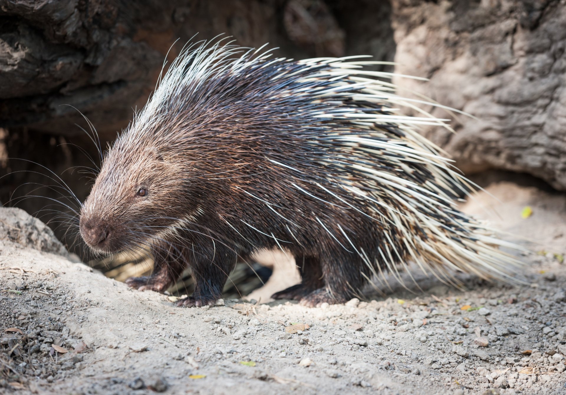 Древний дикобраз-гигант из Крыма